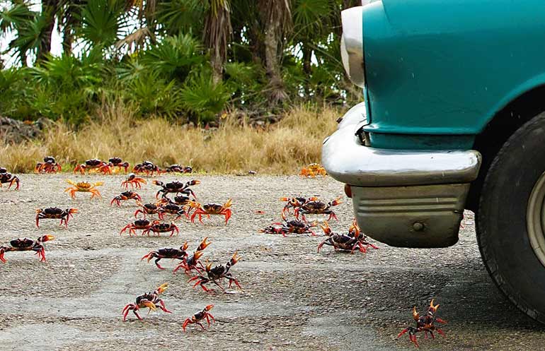 Cuban Land Crab’s Life and Death Sex Migration | Jazz Cuba
