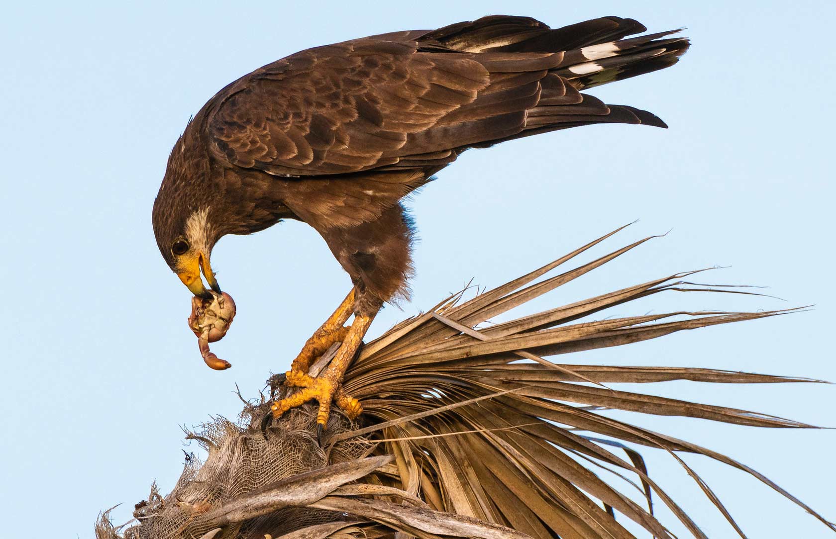 Cuban Land Crab’s Life and Death Sex Migration | Jazz Cuba
